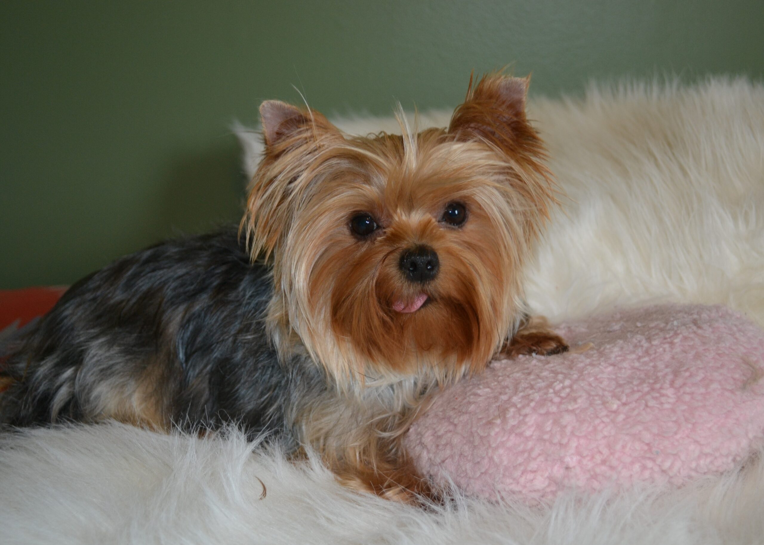 Upcoming Litters - Northshore Yorkshire Terriers